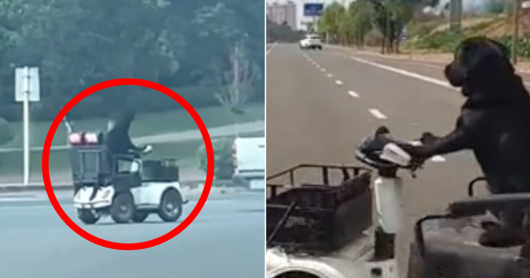 Dog Masterfully Rides Scooter, Leaves Police Stunned and Perplexed ...